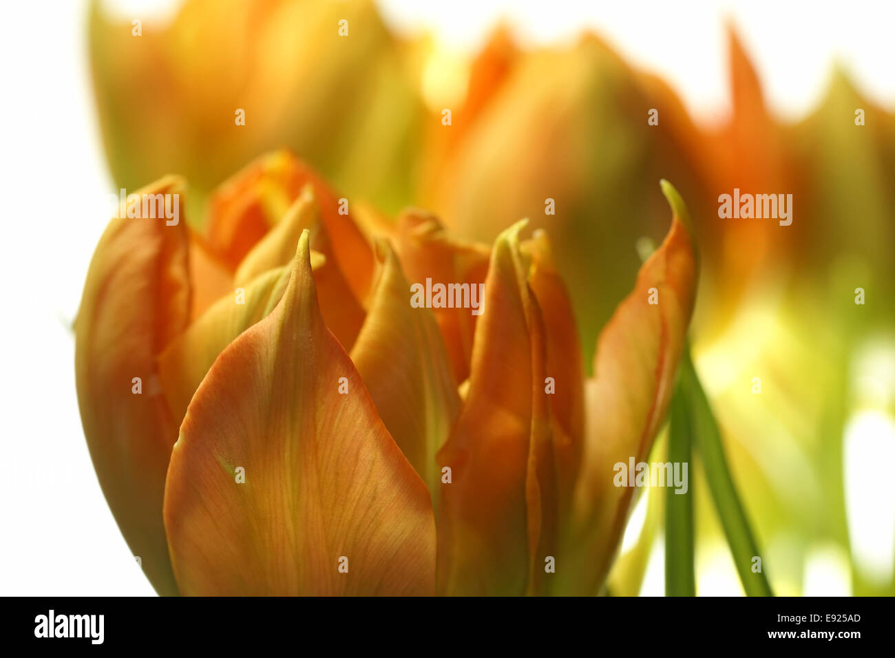 Bluete gelb orange hi-res stock photography and images - Alamy