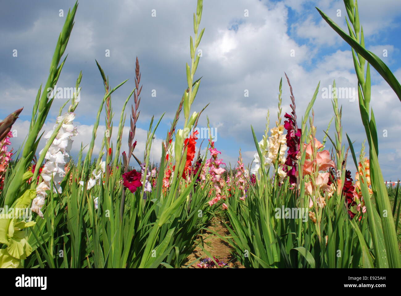 Gladiolus field hi-res stock photography and images - Alamy