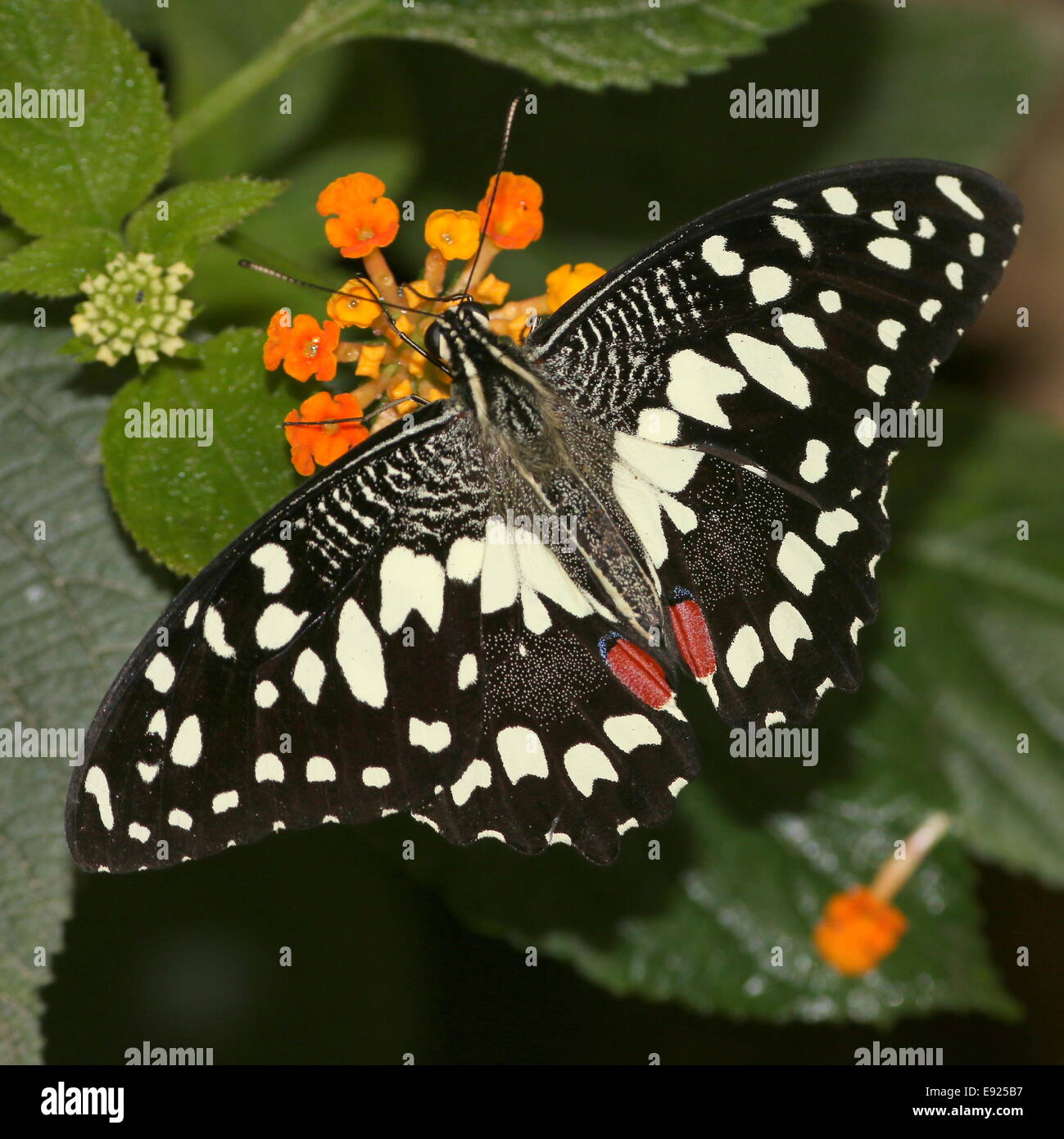 Chequered Swallowtail (Papilio demoleus) a.k.a. Lemon or Lime ...