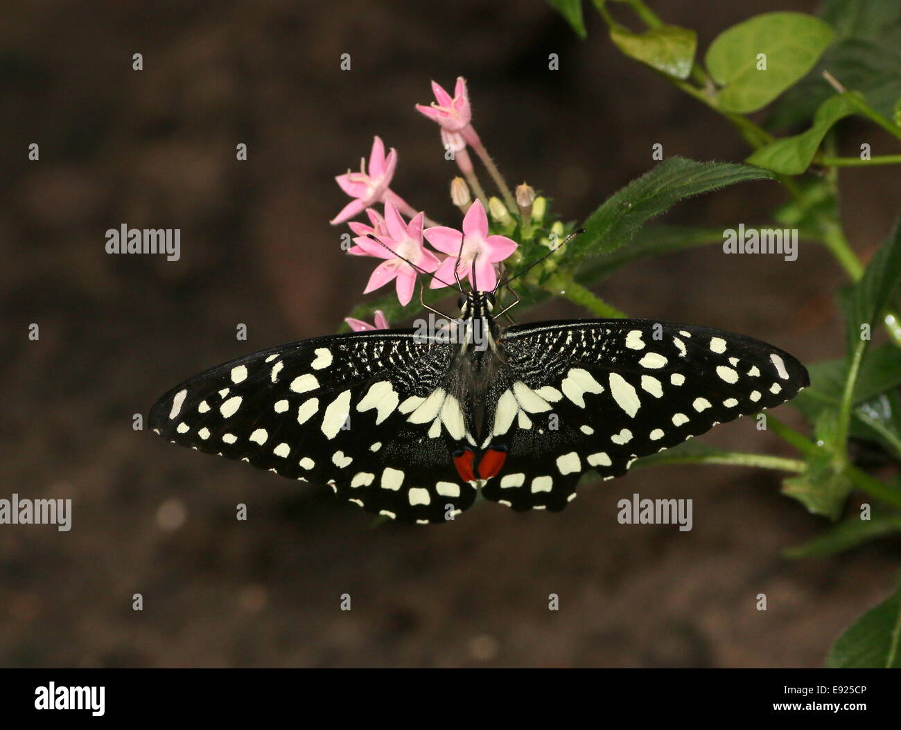 Chequered Swallowtail (Papilio demoleus) a.k.a. Lemon or Lime ...