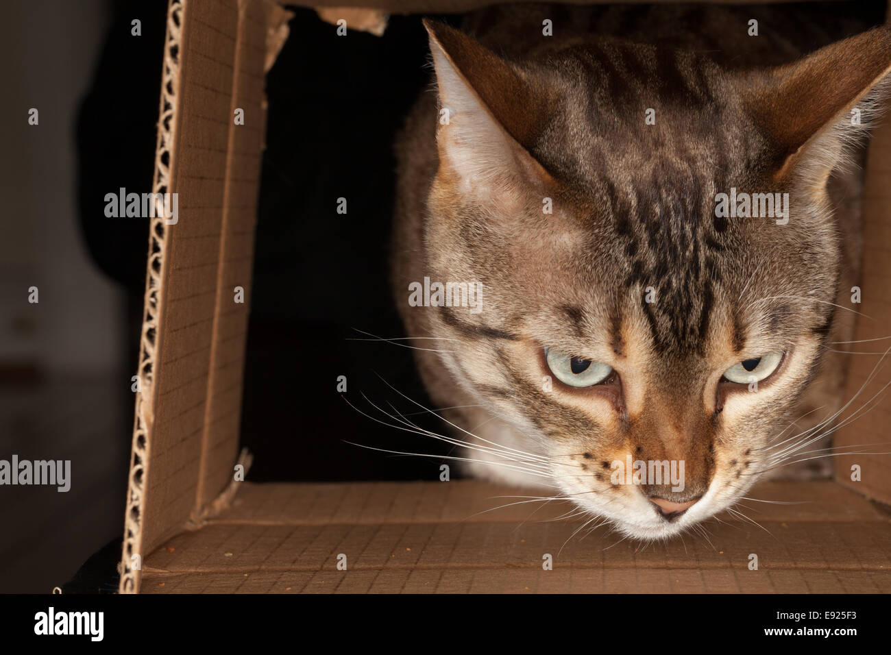 Bengal cat peering through cardboard box Stock Photo - Alamy Bengal cat peering through cardboard box Stock Photo - Alamy