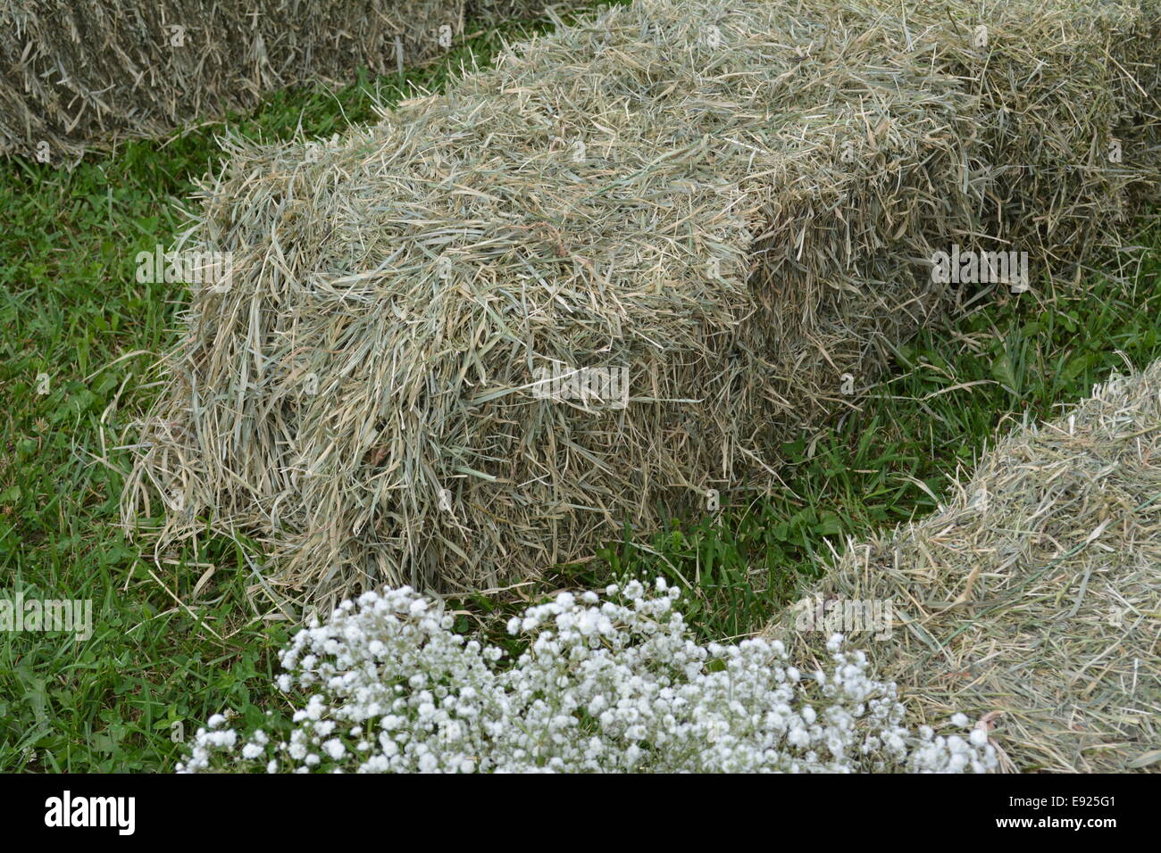 Grass hays hi-res stock photography and images - Alamy