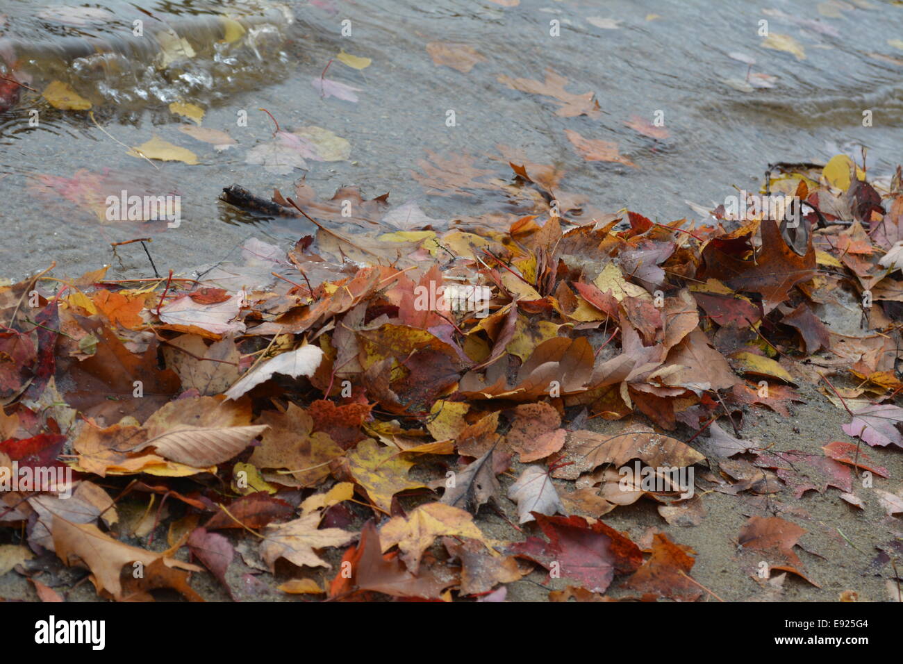 Wet fall leaves in the water Stock Photo - Alamy
