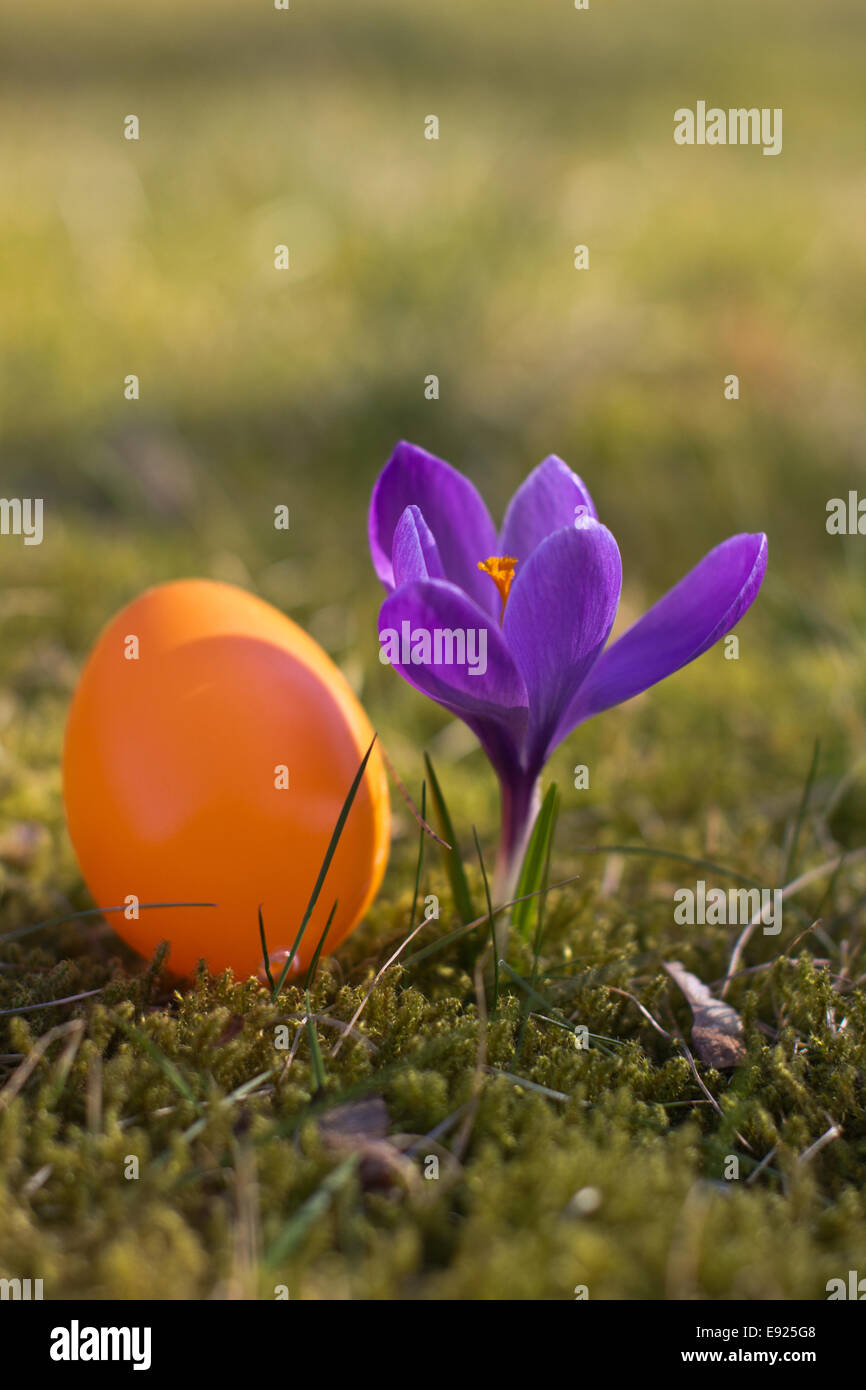 Lila easteregg hi-res stock photography and images - Alamy