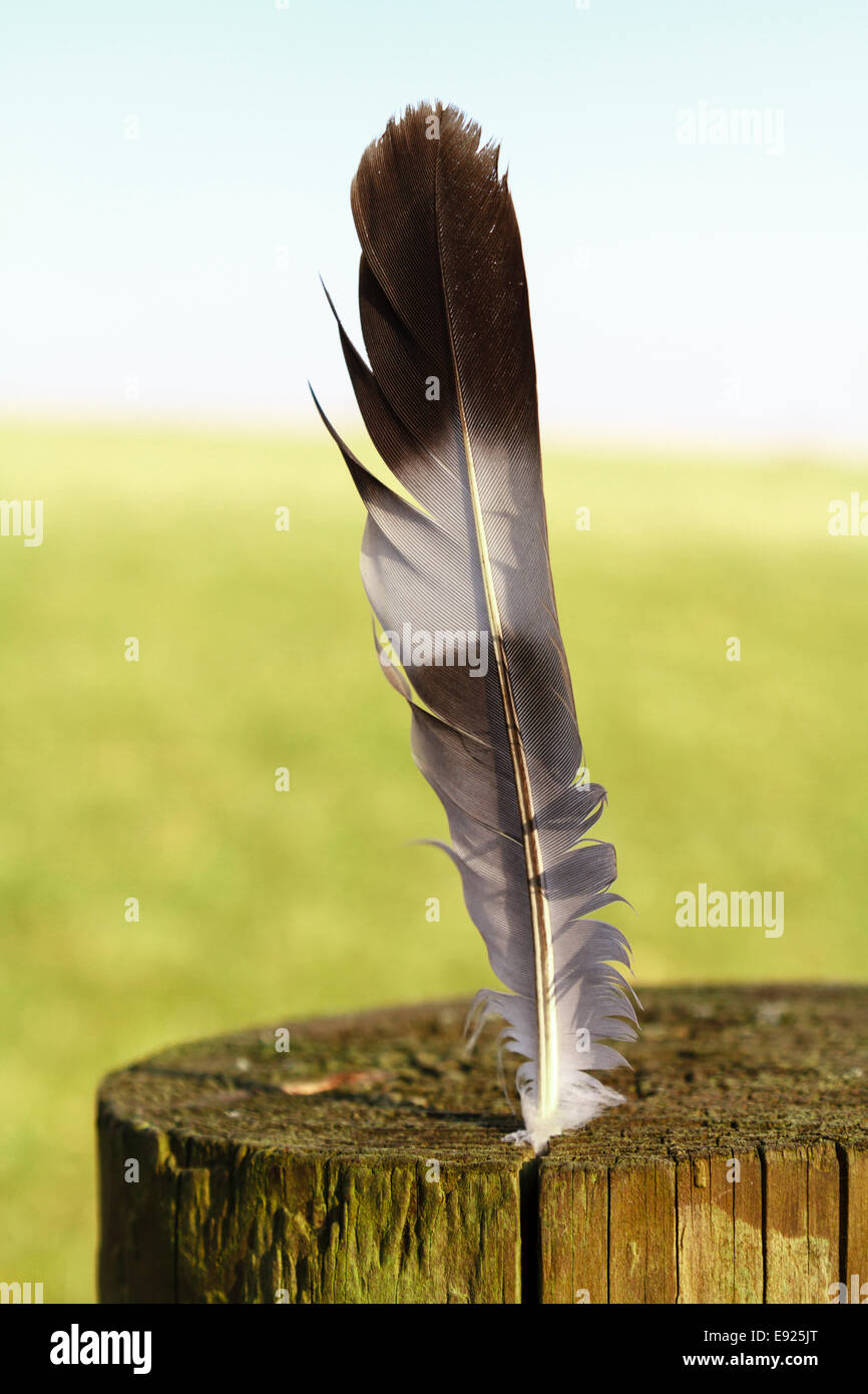 Single fallen feather stuck into an old tree stump outside Stock Photo ...