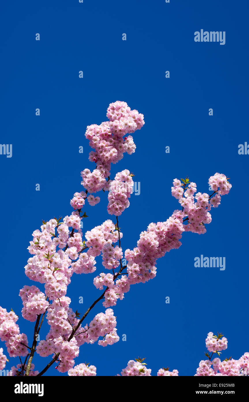 Cherrys flowers hi-res stock photography and images - Alamy