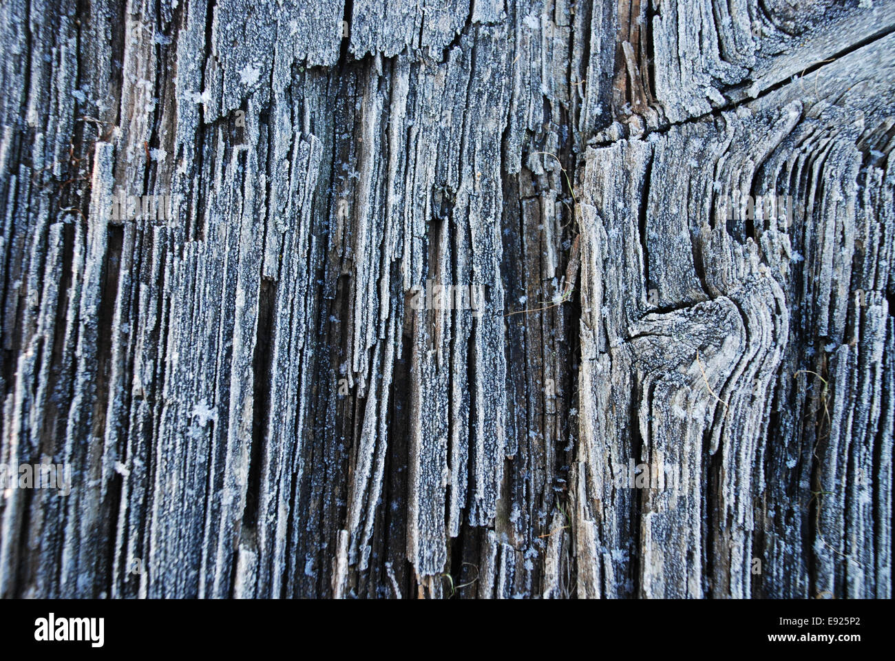 Structure of wood Stock Photo - Alamy