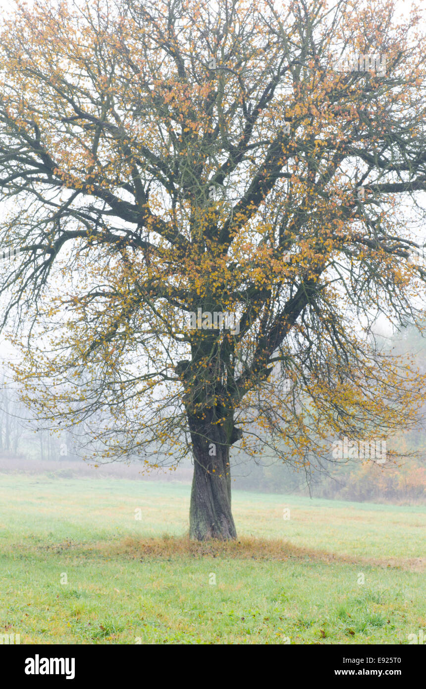 lonely autumn tree in meadow Stock Photo - Alamy