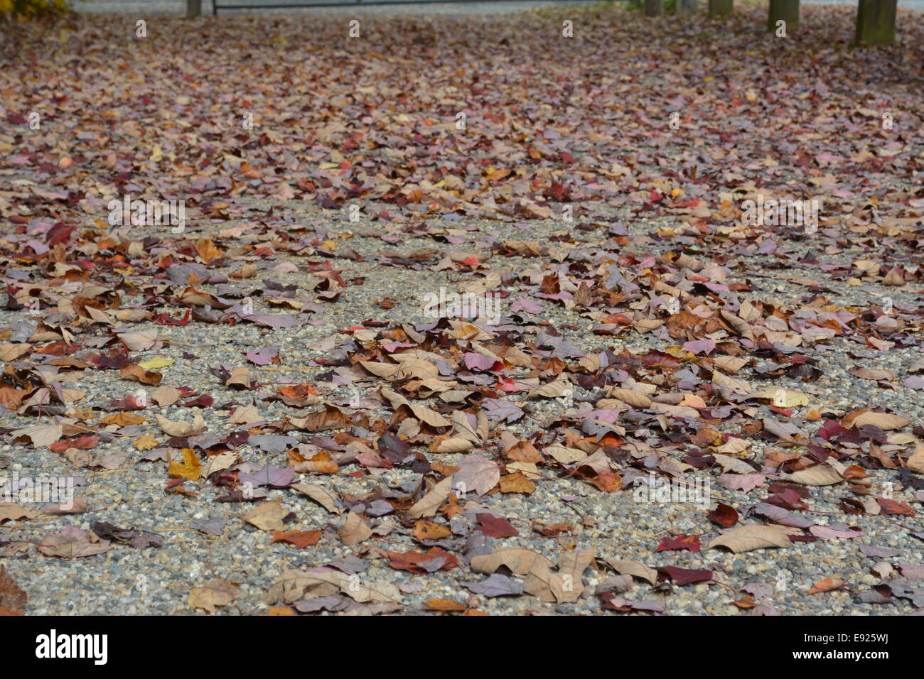 Autumn leaves on the ground Stock Photo - Alamy