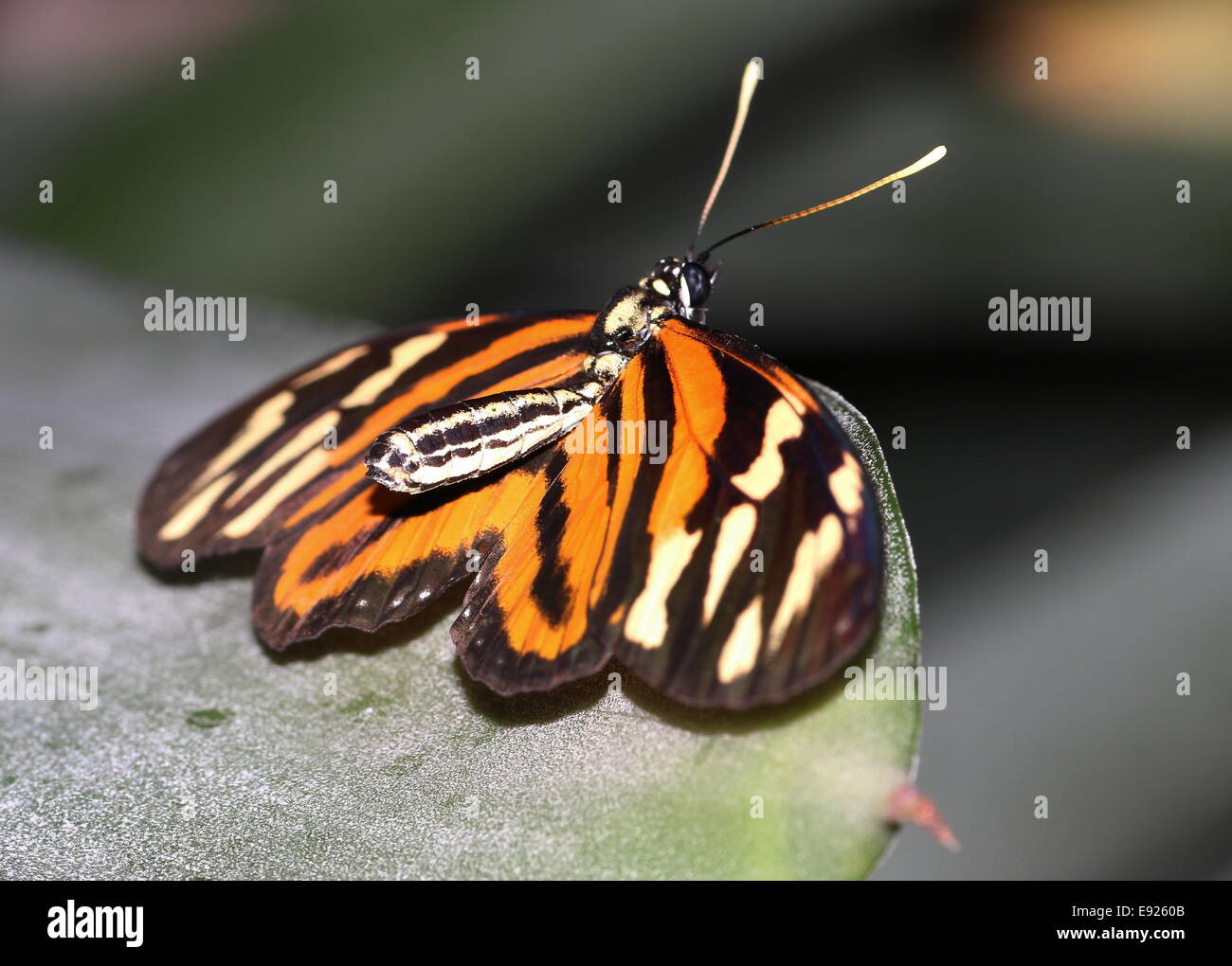 Male heliconian butterfly hi-res stock photography and images - Alamy