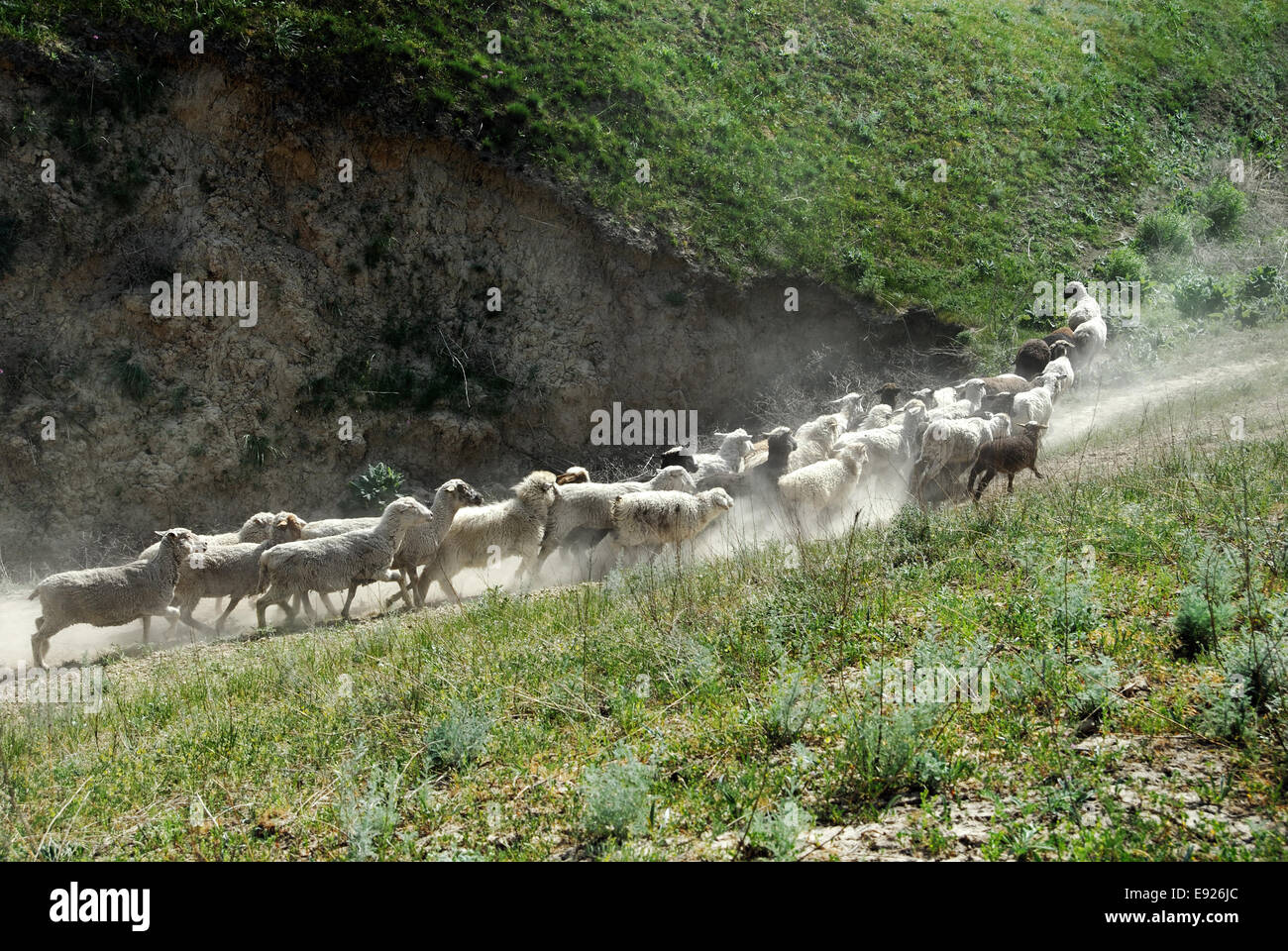 Cattle and sheep flocks hi-res stock photography and images - Alamy