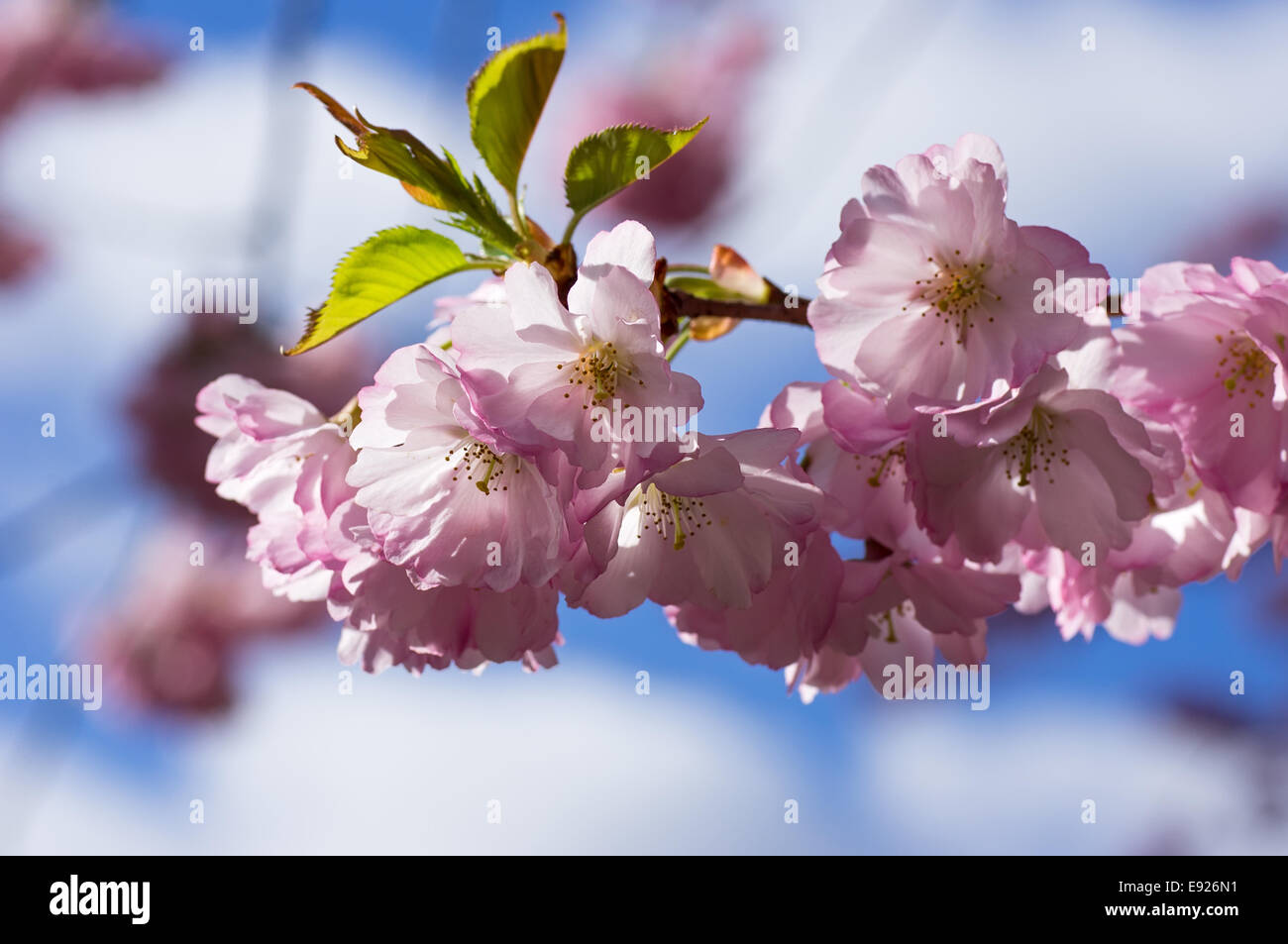 Flowering cherrys hi-res stock photography and images - Alamy