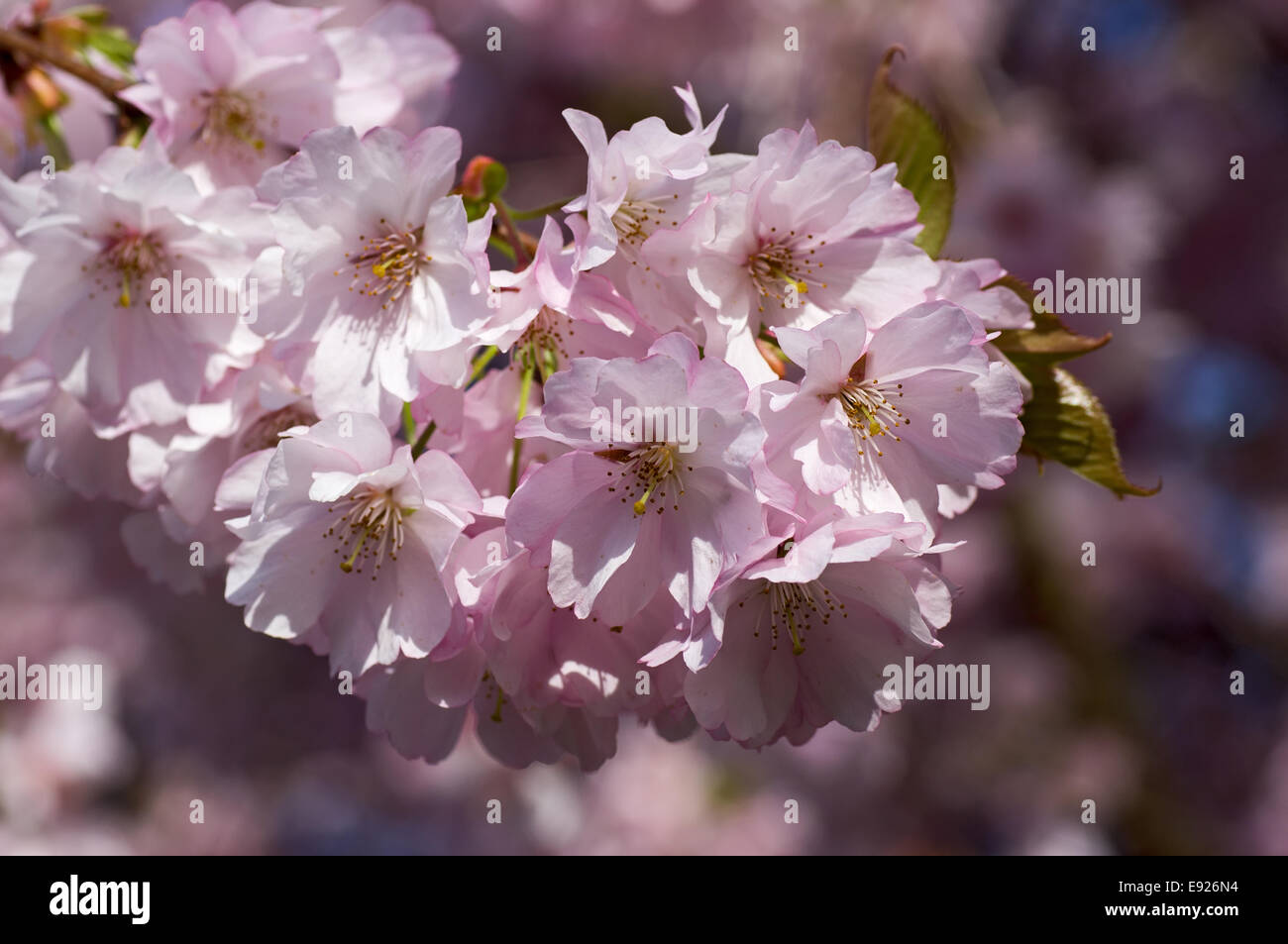 Flowering cherrys hi-res stock photography and images - Alamy