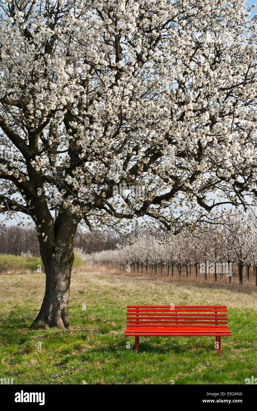 Flowered cherry tree with red seat Stock Photo - Alamy