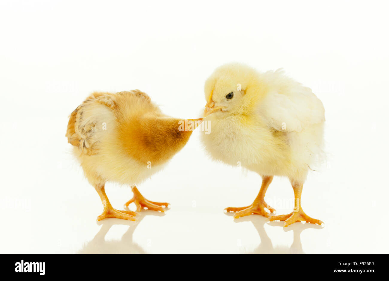 Love chickens hi-res stock photography and images - Alamy
