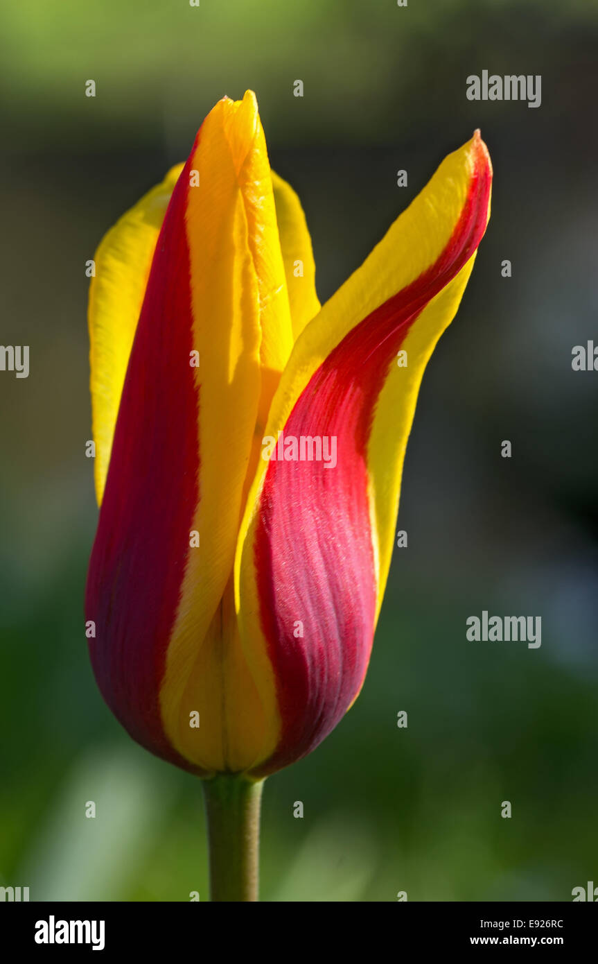 Rot yellow tulip hi-res stock photography and images - Alamy