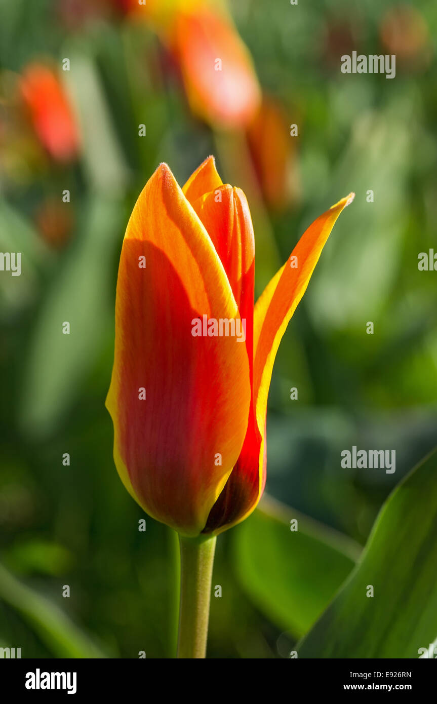 Rot yellow tulip hi-res stock photography and images - Alamy