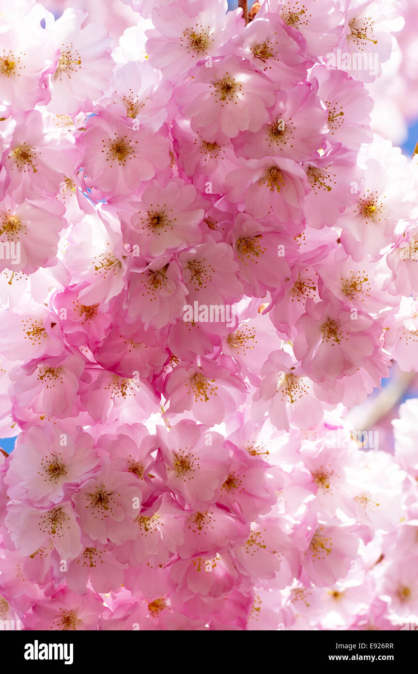 Cherrys bloom hi-res stock photography and images - Alamy