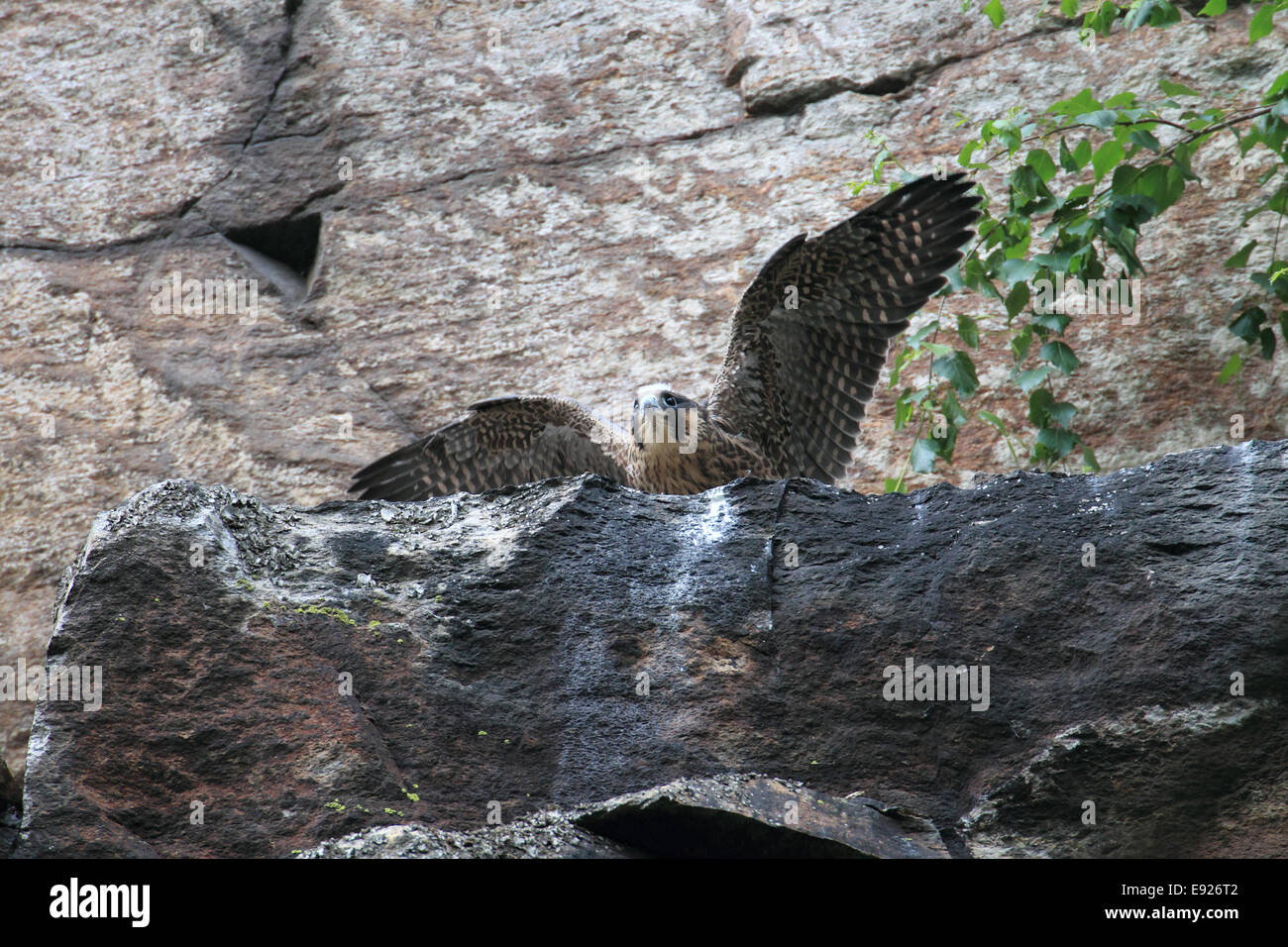 Wanderfalke hi-res stock photography and images - Alamy