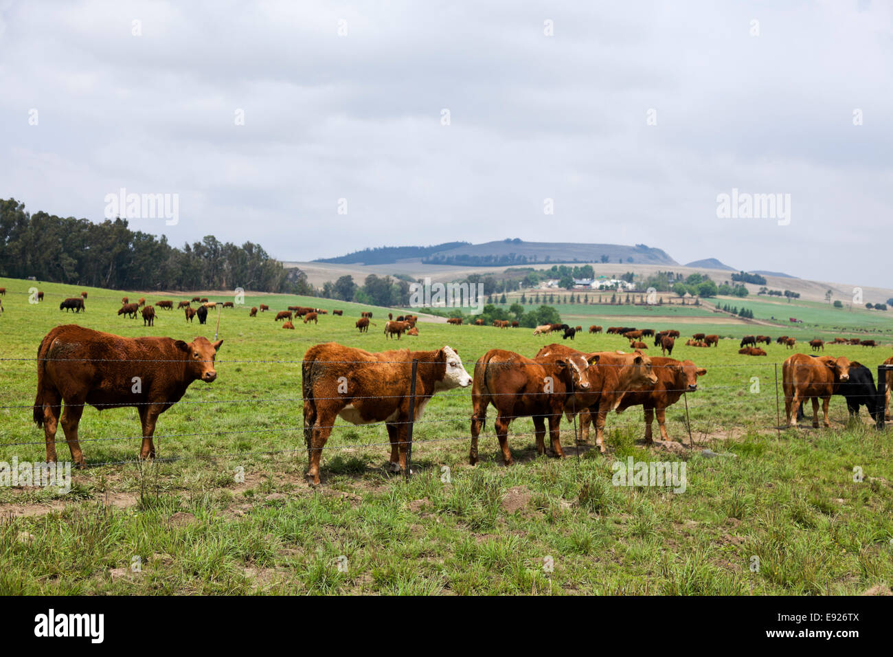 Young bulls stand in a pasture on a commercial livestock farm in ...