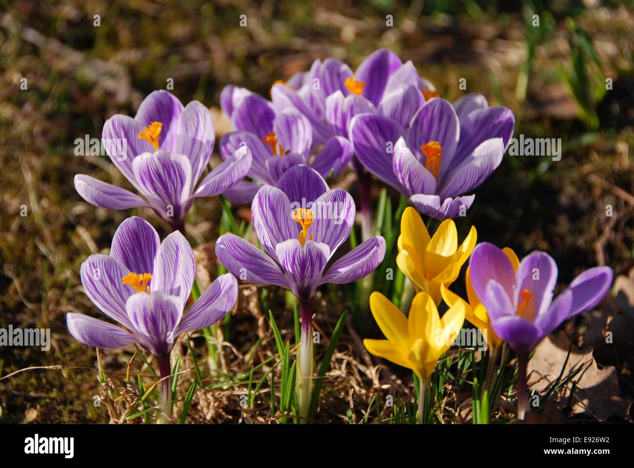 crocus in the springtime Stock Photo - Alamy