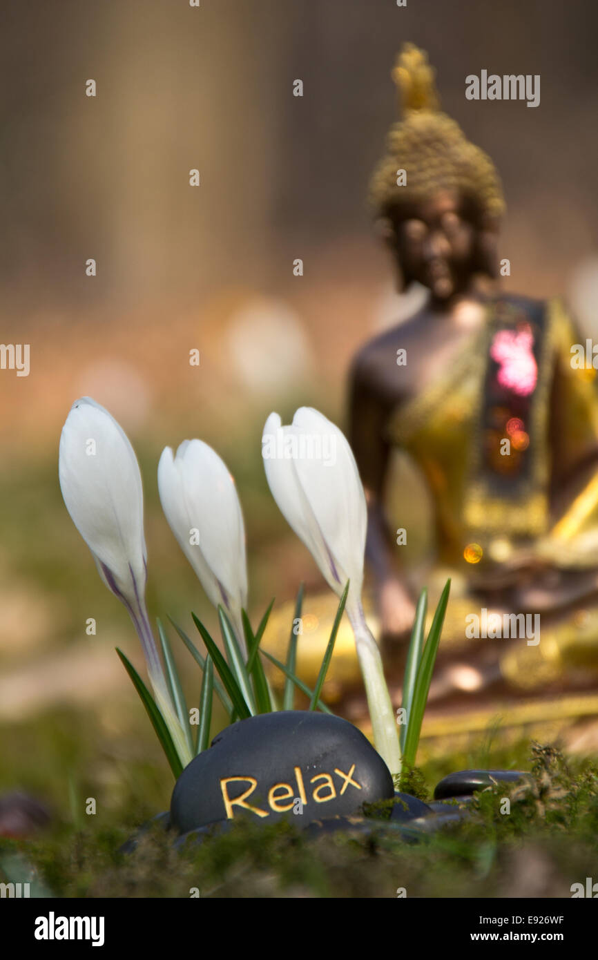 Relax-Stone with white crocuses Stock Photo - Alamy