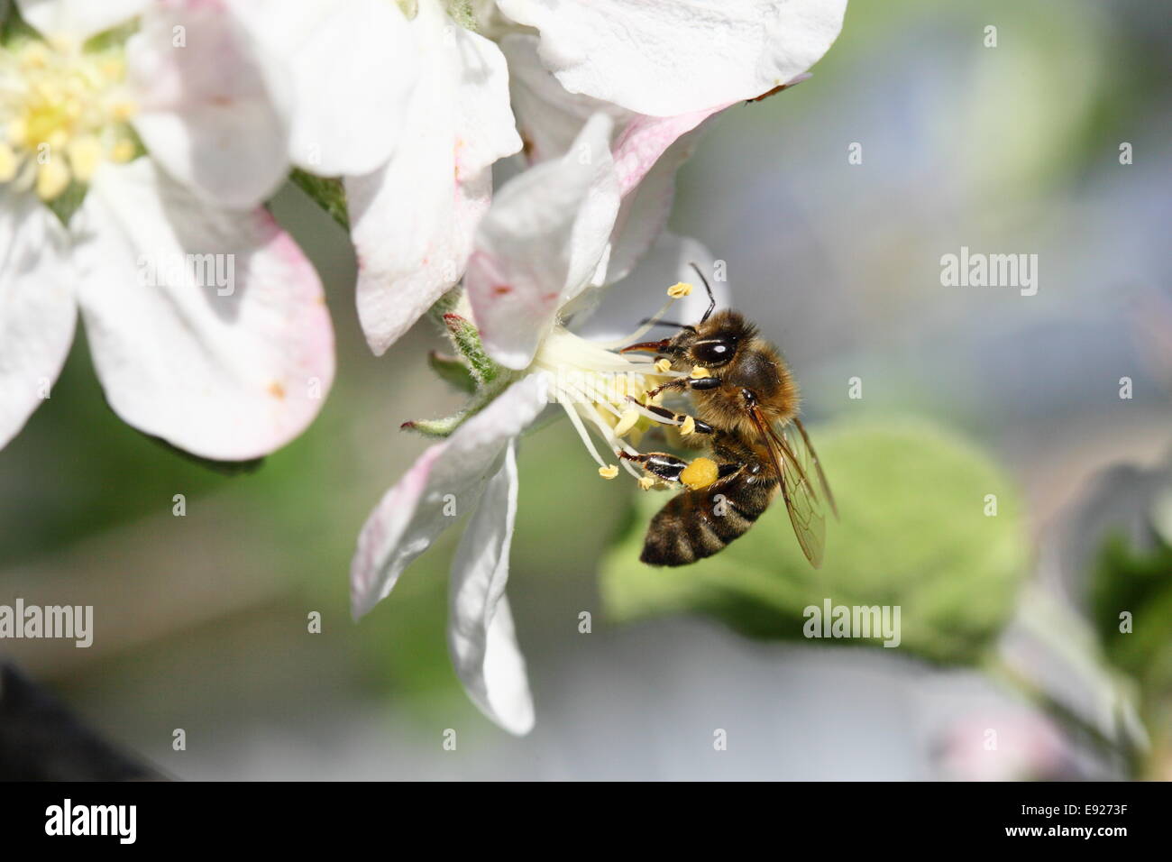 Classic bee fly hi-res stock photography and images - Alamy