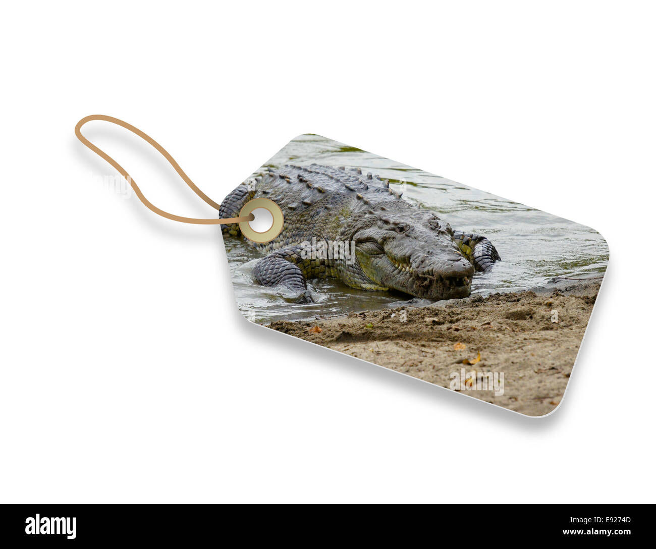 Crocodile open mouth Cut Out Stock Images & Pictures - Alamy