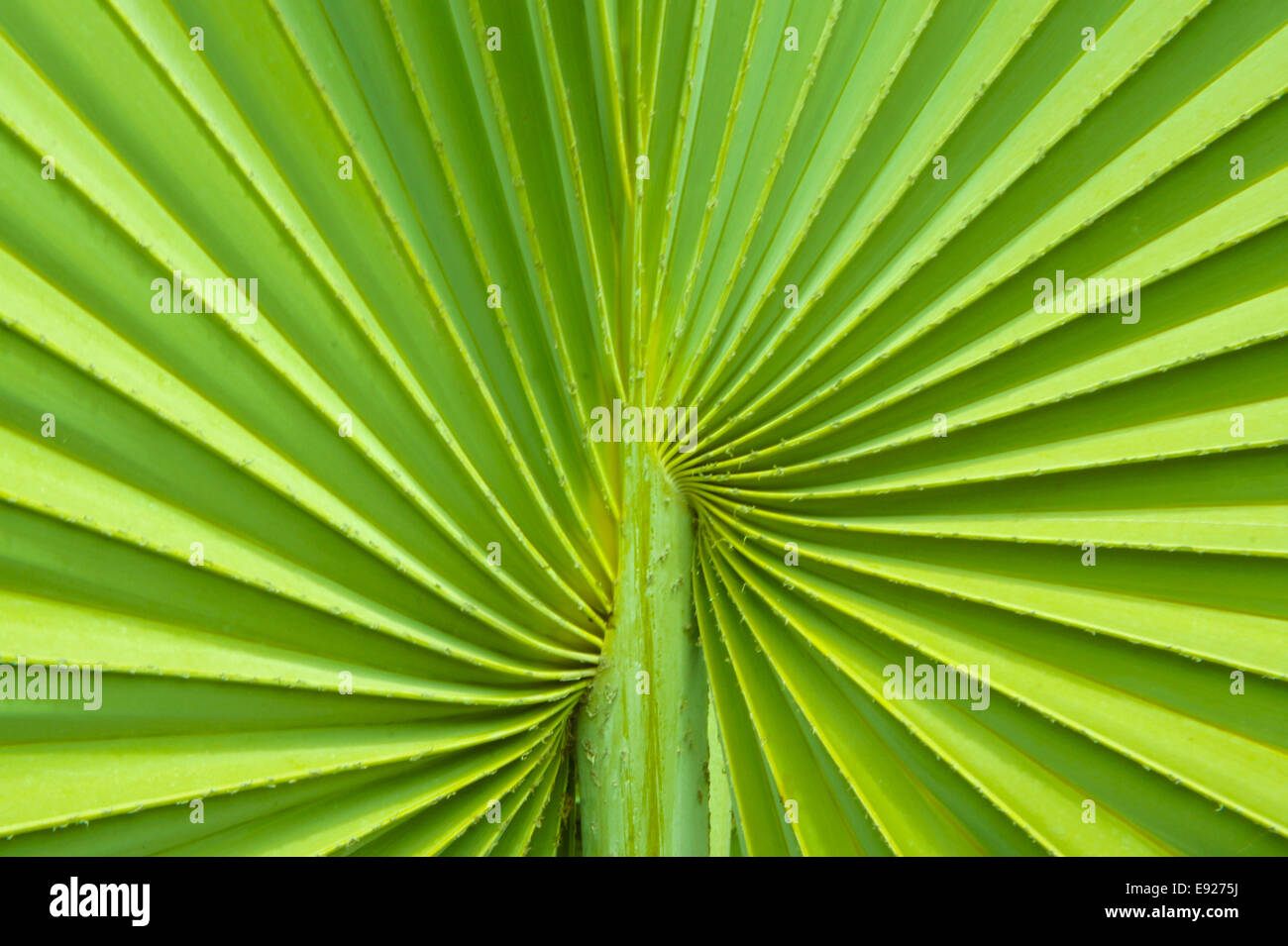 Palm tree leaf background Stock Photo - Alamy