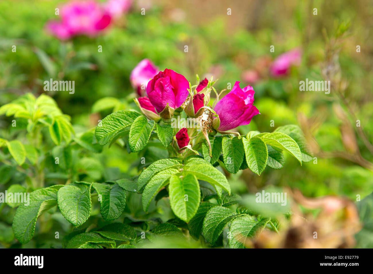 Flowers rose hips wild hi-res stock photography and images - Alamy