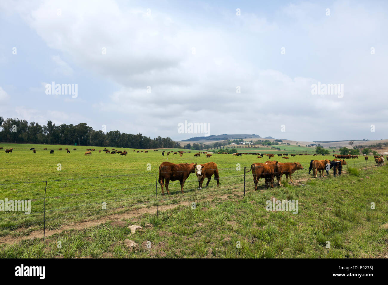 Young bulls stand in a pasture on a commercial livestock farm in ...