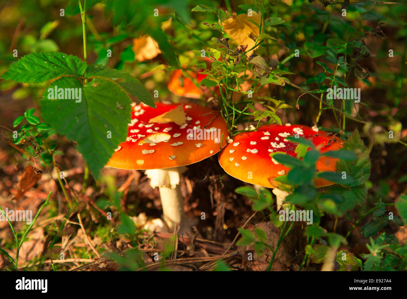 Large red white mushroom hi-res stock photography and images - Alamy