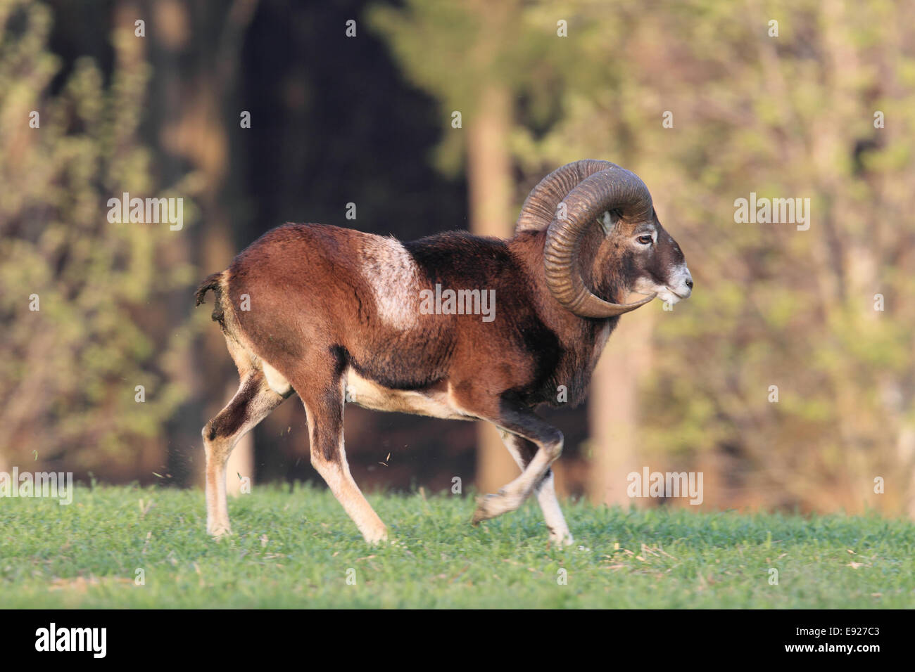 Mufflon High Resolution Stock Photography and Images - Alamy