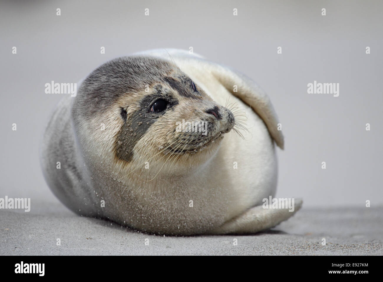 Common seal europe hi-res stock photography and images - Alamy