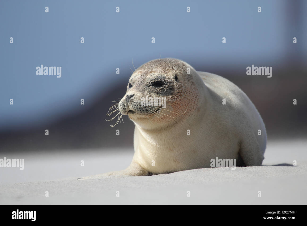 Seal bight hi-res stock photography and images - Alamy