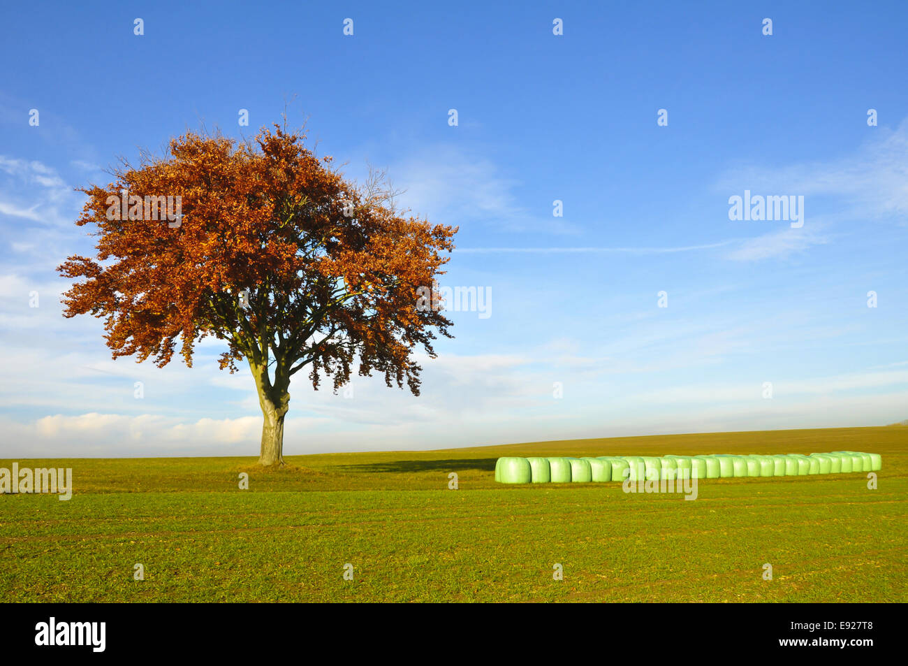 Hay tree hi-res stock photography and images - Alamy