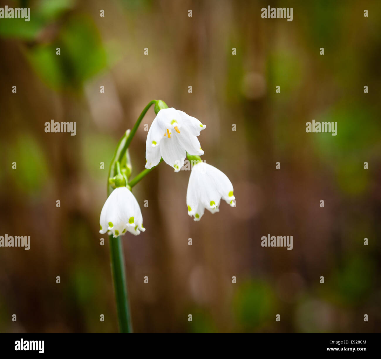 Three spring snowflake blooms Stock Photo - Alamy