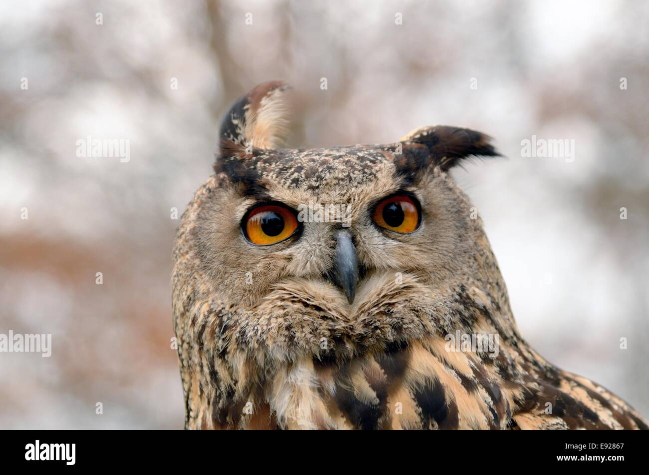 Wisdom owl head hi-res stock photography and images - Alamy