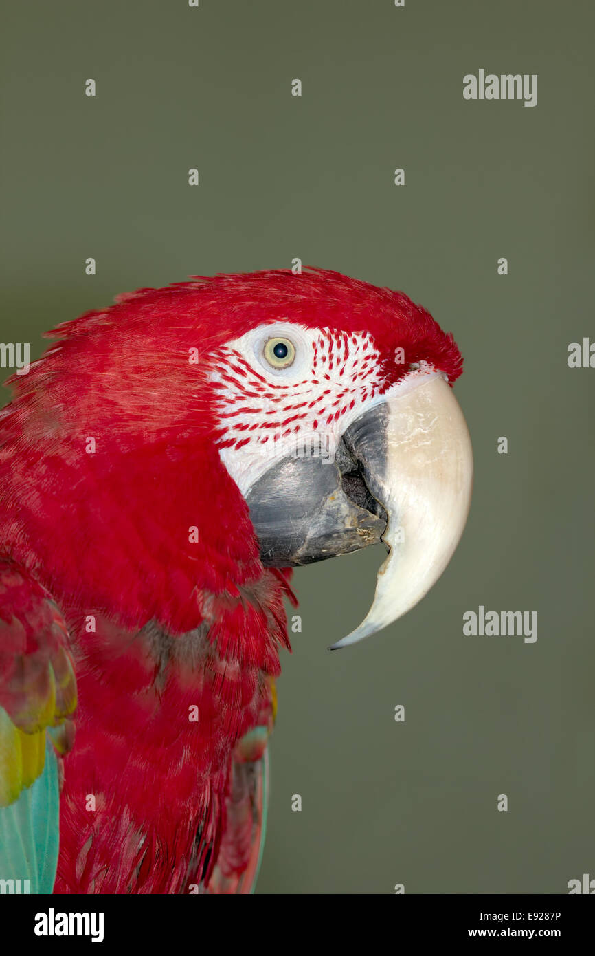 Chloroptera hi-res stock photography and images - Alamy