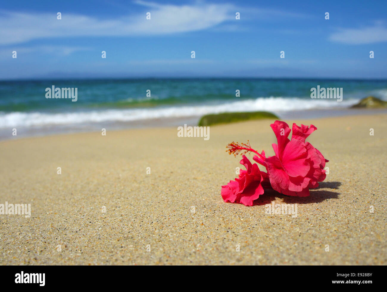 Tropical Beach Flower Stock Photo - Alamy