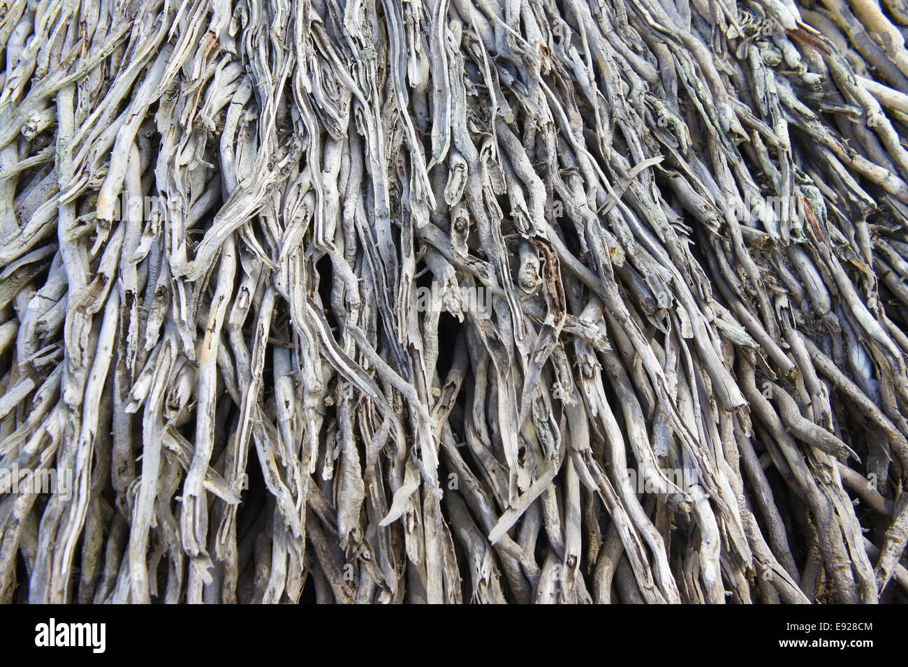 Palm Tree Roots Stock Photo - Alamy