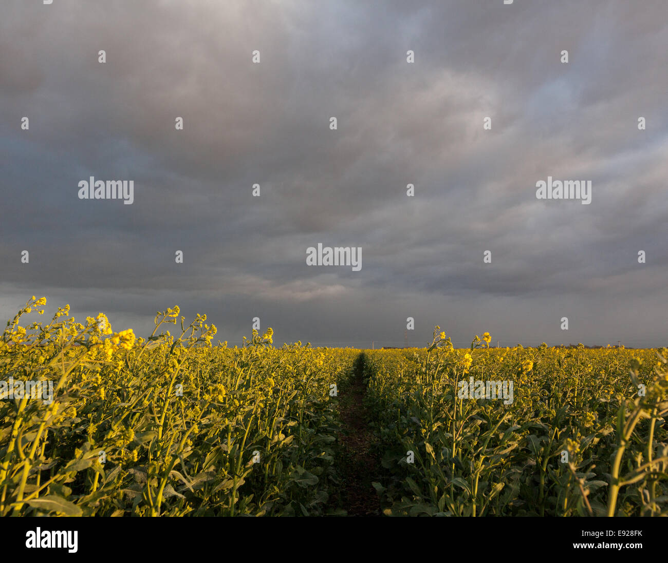 Windblown oil seed rape plants in storm Stock Photo - Alamy