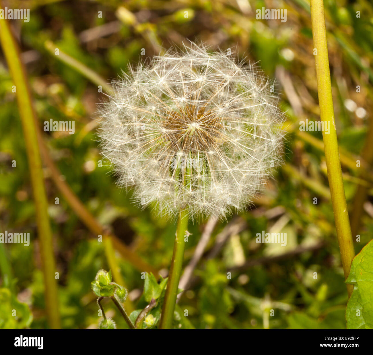 Dandelion structure hi-res stock photography and images - Alamy