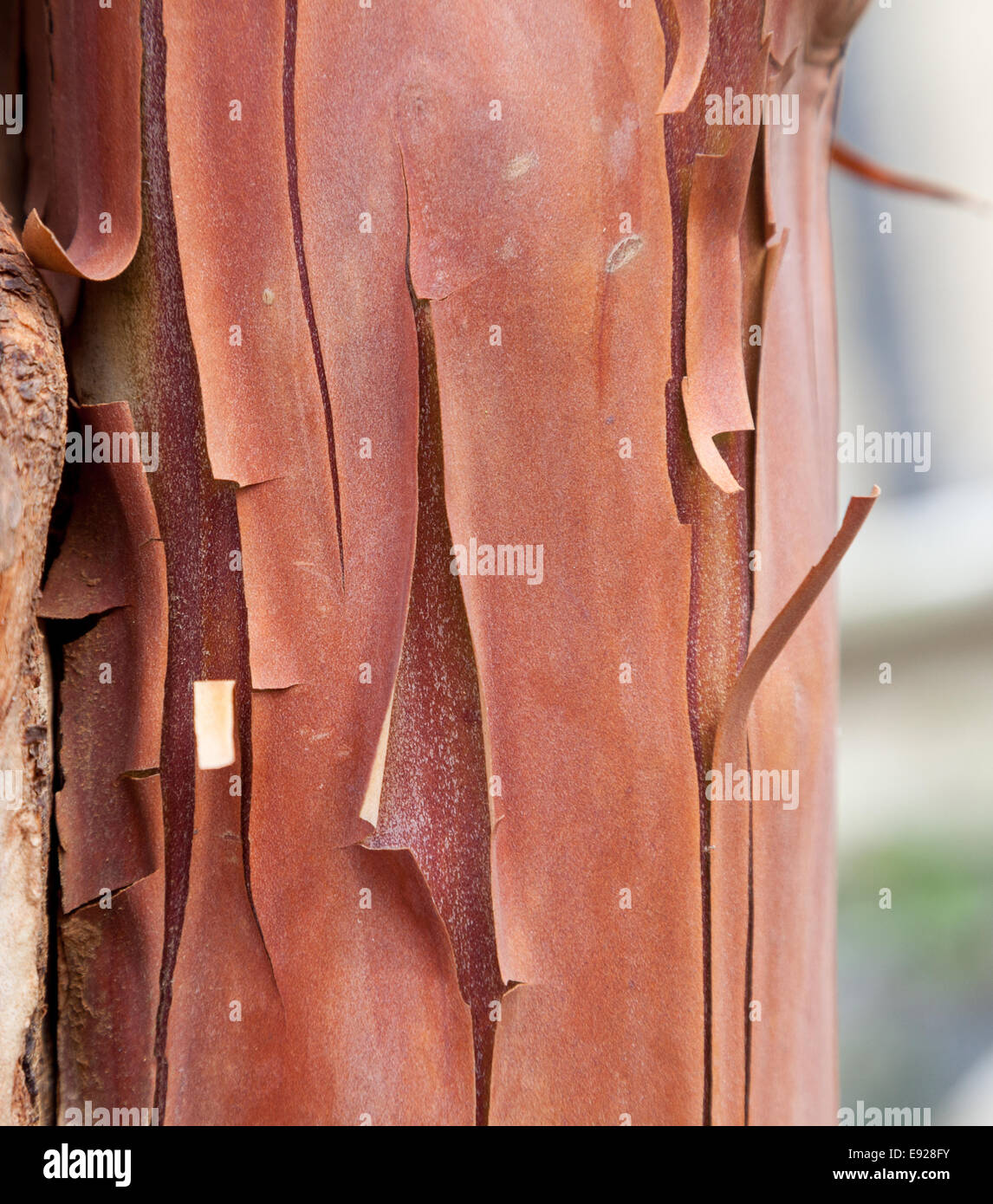 Texture pattern of peeling bark on tree Stock Photo - Alamy