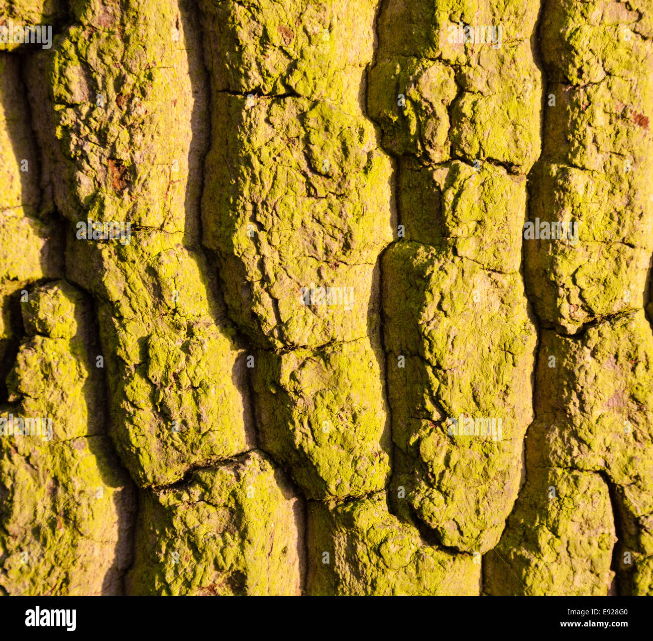 Square trunk tree hi-res stock photography and images - Alamy