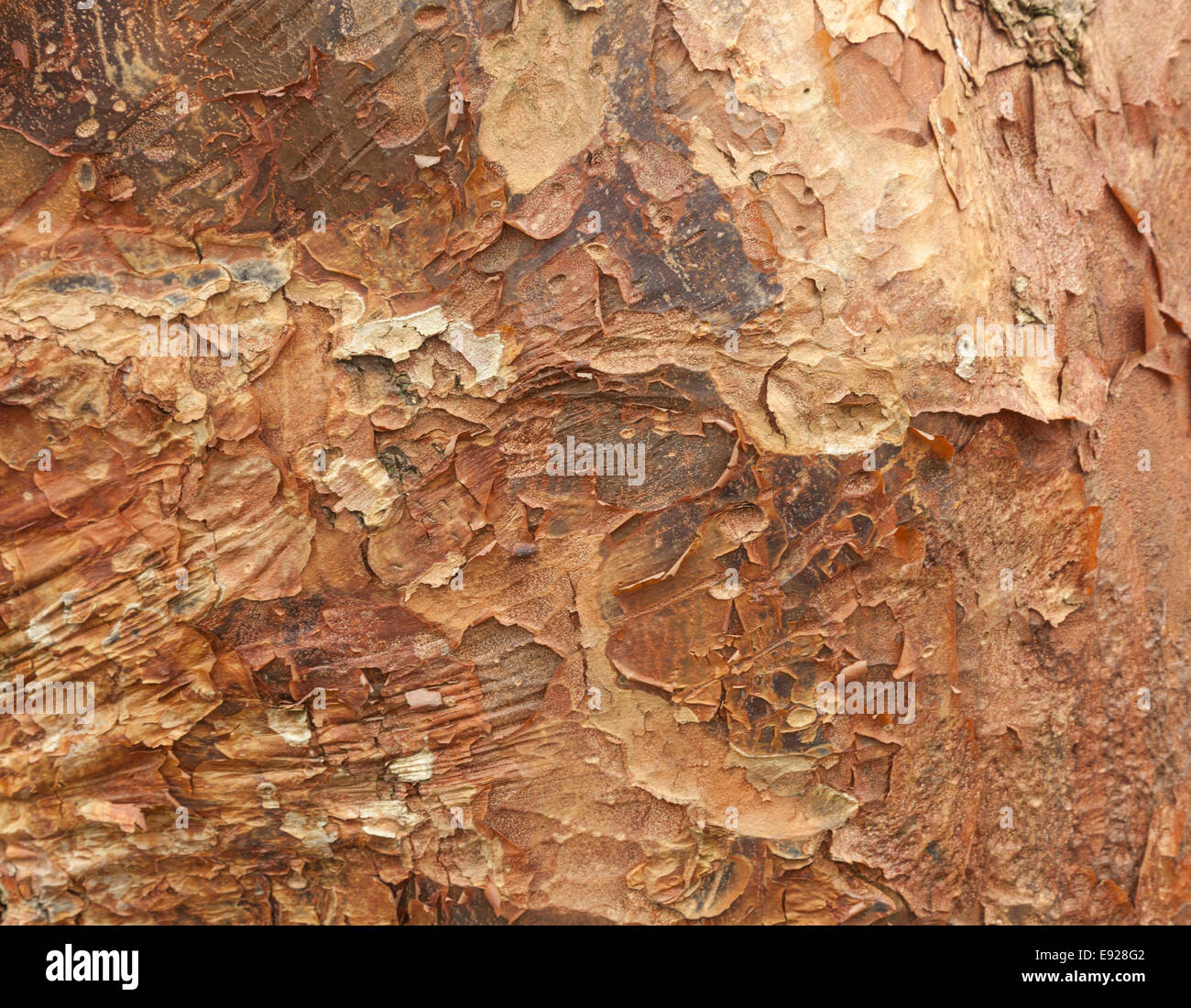 Peeling tree bark hi-res stock photography and images - Alamy