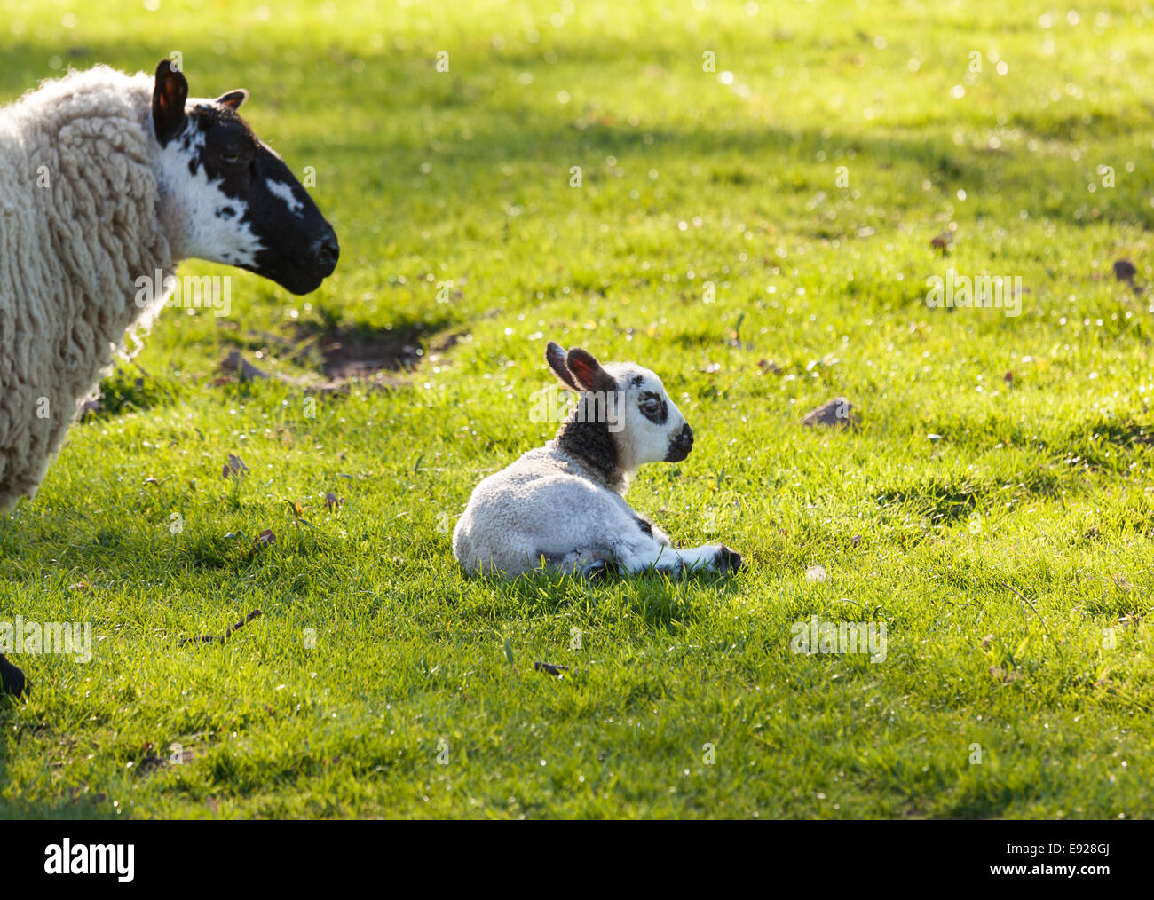 Black and white lamb in meadow Stock Photo - Alamy