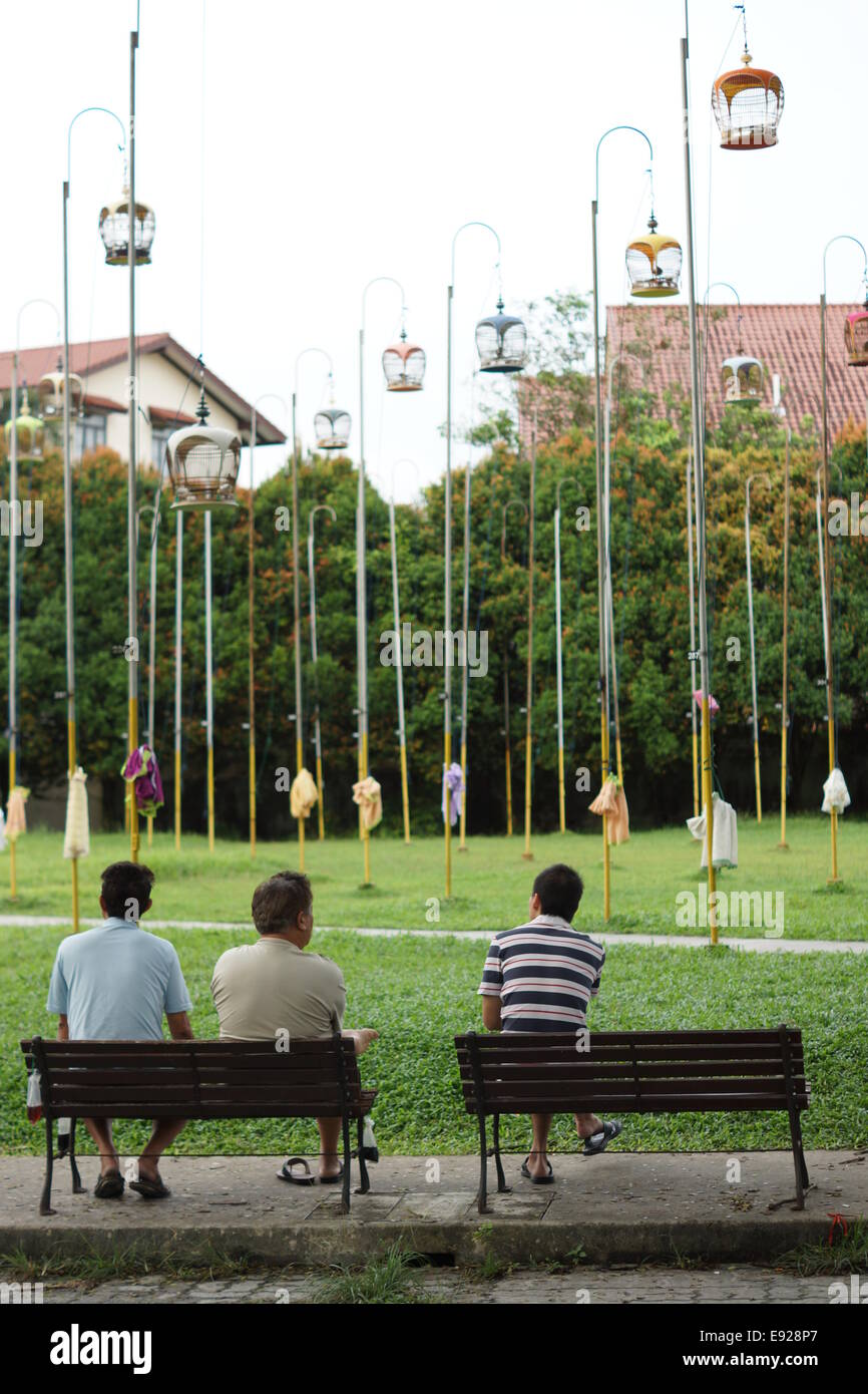 Bird Singing contest Stock Photo - Alamy
