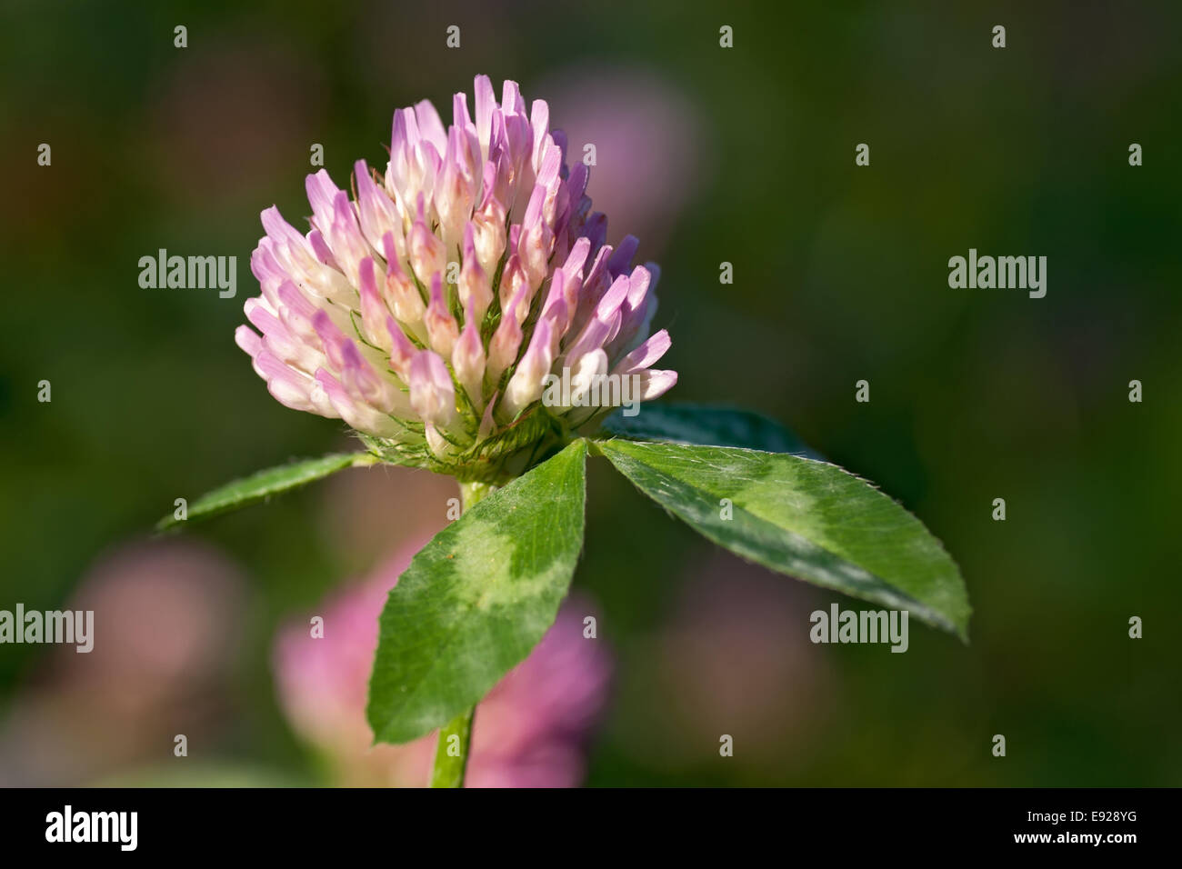 Blooming crimson clover Stock Photo - Alamy