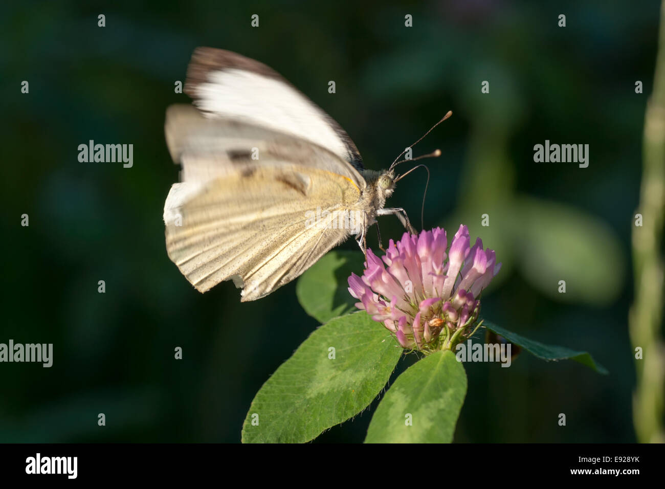 Blooming crimson clover with butterfly Stock Photo - Alamy